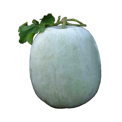 Ash Gourd 500 g - Buy Online